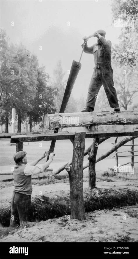 Vintage Black And White Photograph Of Two Sawyers Sawing Lumber With A