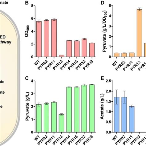 Improvement Of Pyruvate Production By Pathway Engineering A Schematic Download Scientific