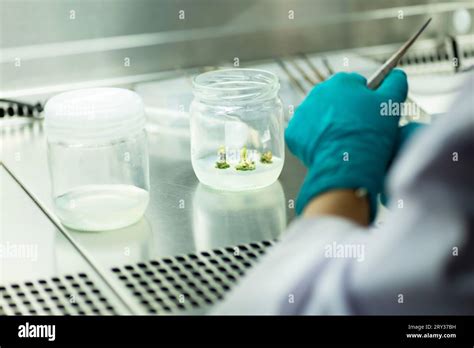 Plant Tissue Culture For Agricultural Research Stem Cell Regeneration