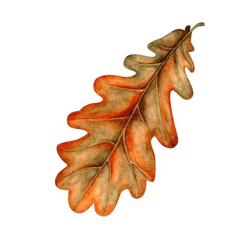 Aquarell Eichenblatt Bilder Kostenloser Download Auf Freepik