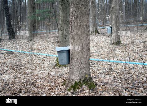 Pails On Maple Trees Collect Sap And Blue Tubes Run Down Hill To Also
