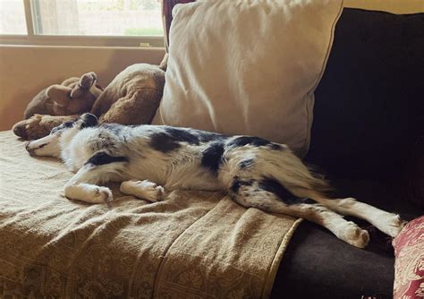 Lazy Aussie Sundays R Australianshepherd