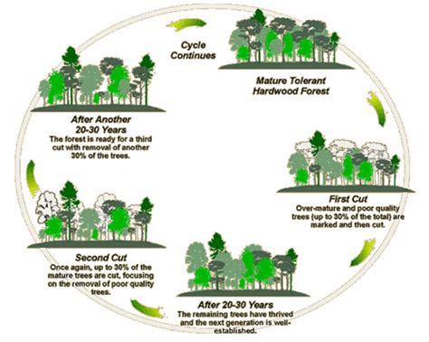 Selection System A Detailed Note Forestrypedia