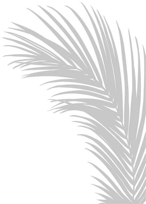 Shadow Palm Leaves Silhouette Tropical Coconut Leaf Overlay Element Object For Spring Summer