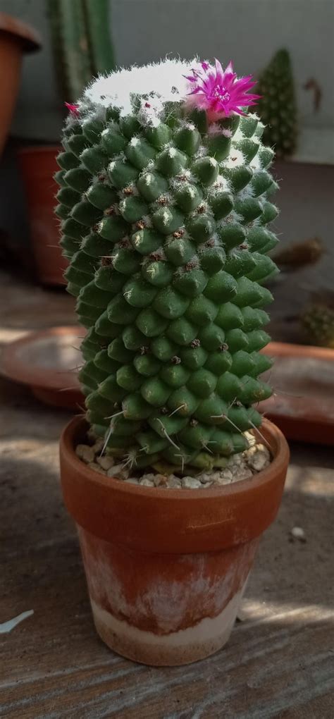 Mammilaria R Cactus