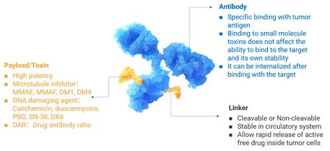 Strategies And Methods For Studying Adc Payload Release And Metabolism