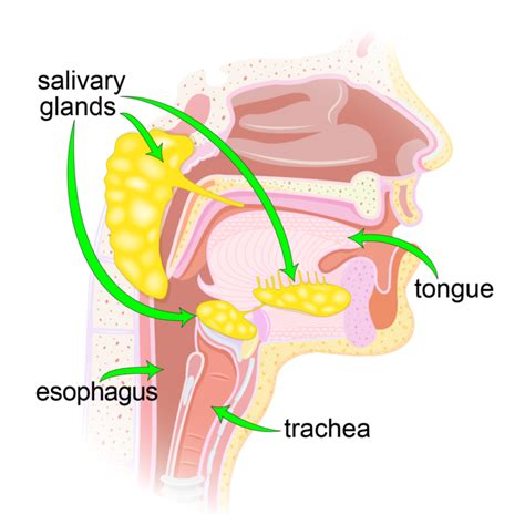 Digestive System Mouth Digestive System Mouth Images Browse 6999