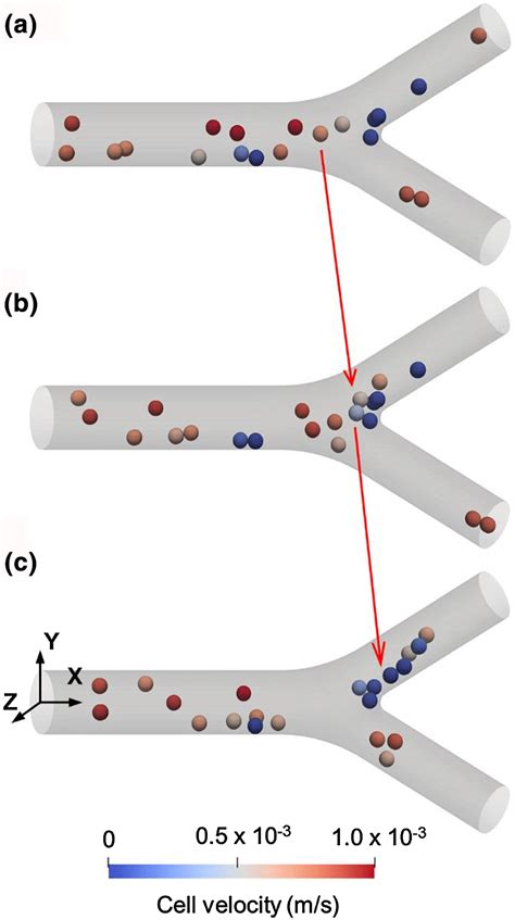 Sequences Of Cell Distribution In The Vessel At Different Points Of