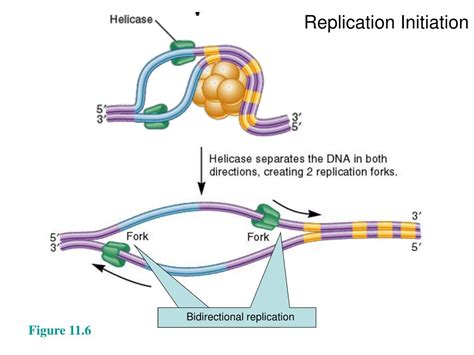 Ppt Dna Replication Powerpoint Presentation Free Download Id607130