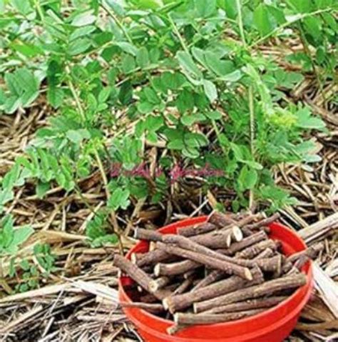 Us 291 Glycyrrhiza Glabra Seeds 30pcs Licorice Root Seeds Flower