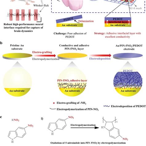 Robust High‐performance Neural Interface Enabled By Conductive And