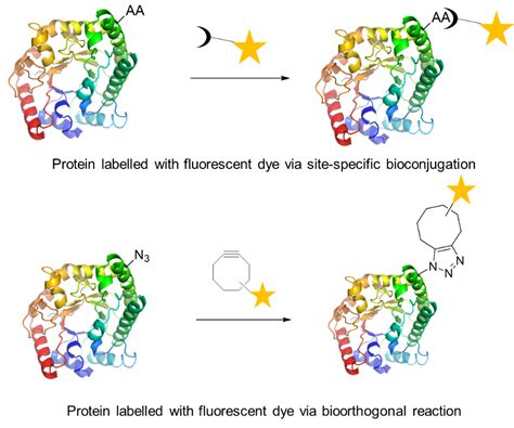 Fluorophore Protein At Brandon Myers Blog