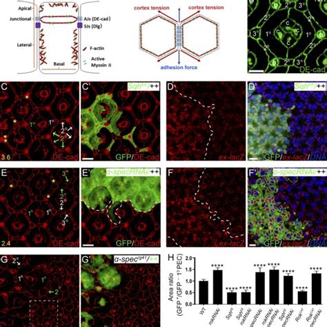 The Localization Of Spc 1alpha Spectrin Requires Unc 70beta Spectrin