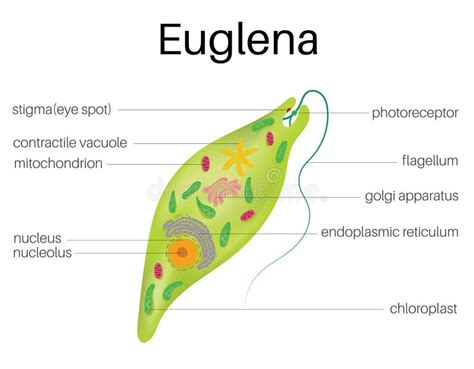 Euglena Diagram Stock Illustrations 65 Euglena Diagram Stock Illustrations Vectors And Clipart