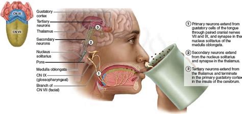 Gustatory Cortex