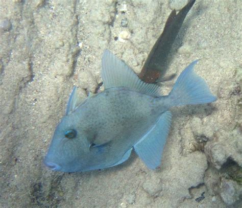 Kona Snorkeling Fish Watching And Other Adventures Squid Or A Return