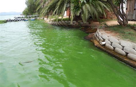 Eutrophication