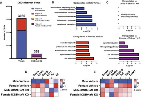 The Core Circadian Clock Factor Bmal1 Transduces Sex Specific