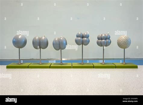 Several Plastic Models Showing The Initial Stage Of Embryo Development By Cell Division Used In