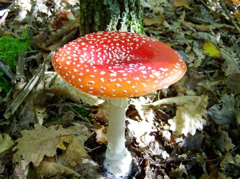 Free Images Nature Autumn Flora Fauna Fungus Fly Agaric Bolete