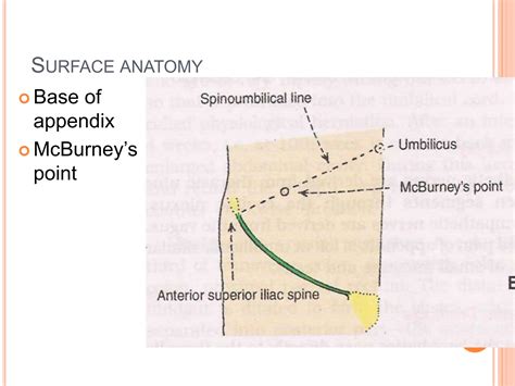 Gross Anatomy Of Caecum And Appendix Dr Vkvsppt