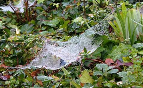 How To Id Spiders By Their Webs