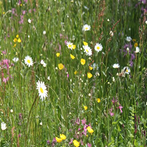 Clay Soil Wildflower Grass Mix Gardener Supplies