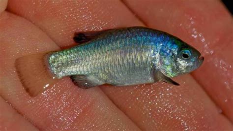 Tecopa Pupfish Extinct Animals