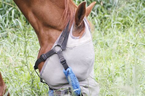 Pasture Associated Laminitis