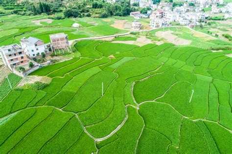 农田稻田水稻田水稻图片素材 农田稻田水稻田水稻设计素材 农田稻田水稻田水稻摄影作品 农田稻田水稻田水稻源文件下载 农田稻田水稻田水稻图片素材下载 农田稻田水稻田水稻背景素材 农田稻田水稻田水稻
