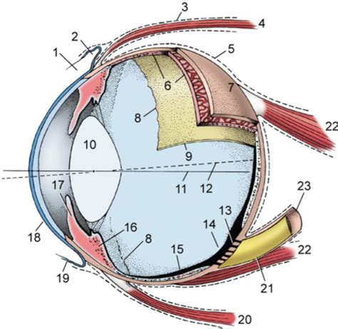 Clinical Anatomy Of The Eye 2 Flashcards Quizlet