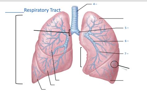 Lower Resp Tract Diagram Quizlet