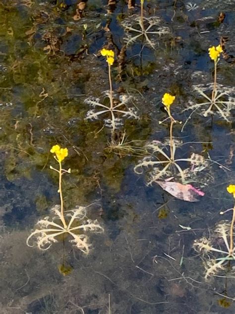 Control Bladderwort How To Remove Pond Lake Weeds