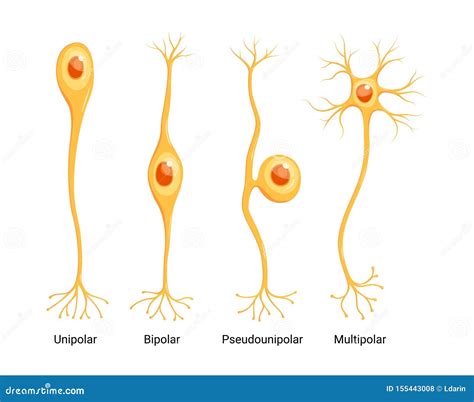 Neurona Bipolar Asociacioneducarcominfografia Neurona Bipolar Images