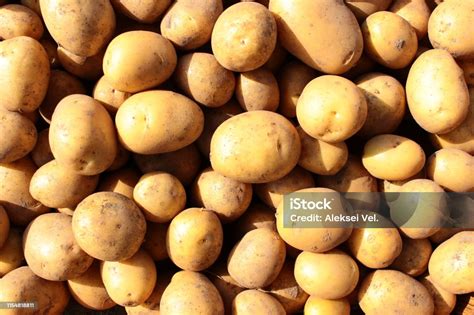 씻지 않고 더러운 노란 감자를 닫습니다 농장에서 신선 하 고 건강 한 음식을 많이 가을에 대한 스톡 사진 및 기타 이미지 가을 갈색 계절 Istock