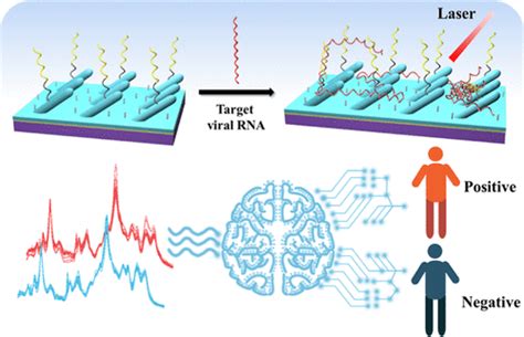 Rapid Detection Of Sars Cov 2 Rna In Human Nasopharyngeal Specimens Using Surface Enhanced Raman