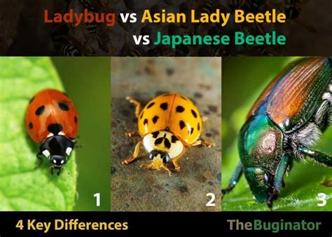 Guide To Hover Flies Syrphid Flies Pollinator And Predator The Buginator