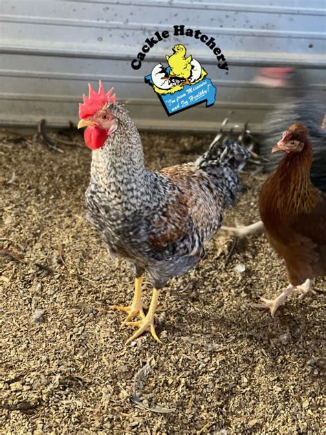 F2 Olive Egger Cackle Hatchery