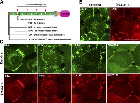 General Structures And Subcellular Distribution Of Catenin Uncoupled Download Scientific