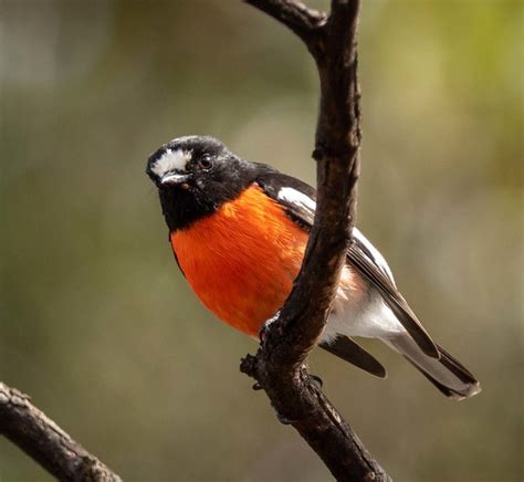 Birds Of Southwest Wa Biodiversity On Display — Life In A Southern Forest