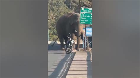 Elephants🐘🐘 Rishikesh Beraj Uttarakhand Youtube