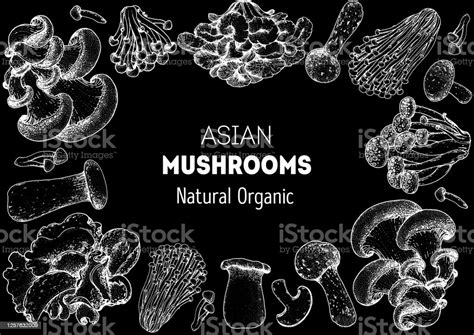 아시아 버섯 스케치 세트 식용 버섯 손으로 그린 벡터 일러스트레이션 컬렉션입니다 손으로 그린 음식 빈티지 버섯 유기농 식품 숲 버섯 건강한 음식 일러스트레이션 드로잉에 대한