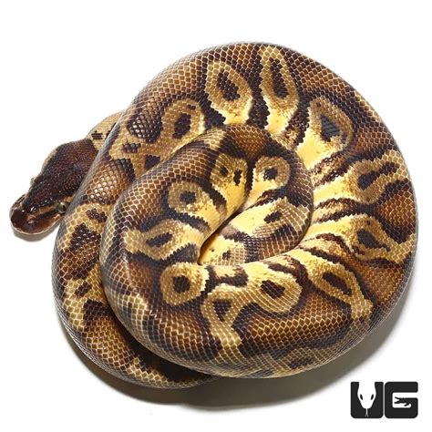 2018 Lavender Albino Spider Ball Python For Sale Underground Reptiles