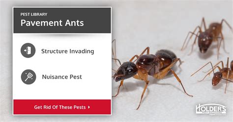 Pavement Ants Types Facts And How To Identify Pavement Ant Control Holder S Pest Solutions