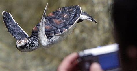 물속에서 걸음마하는 새끼바다거북