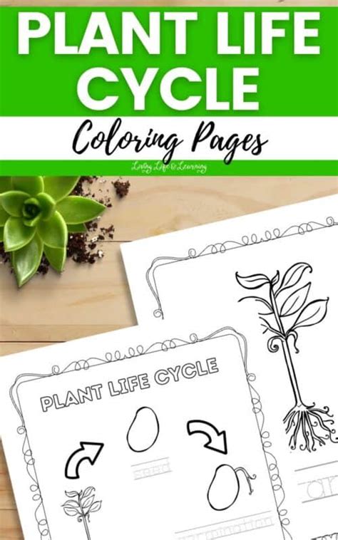 Plant Life Cycle Printable Printables