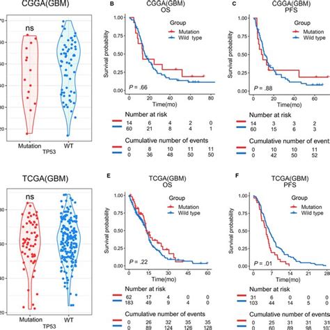 Age Distribution In Tp53 Mutation Status In Primary Gbm A And D No Download Scientific