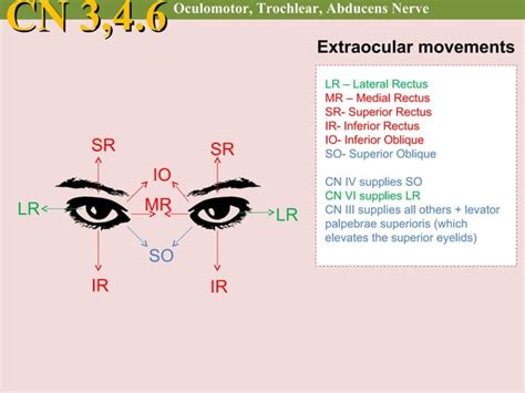 Cranial Nerve Examination PPT Eye And Vision Conditions Diseases And Conditions