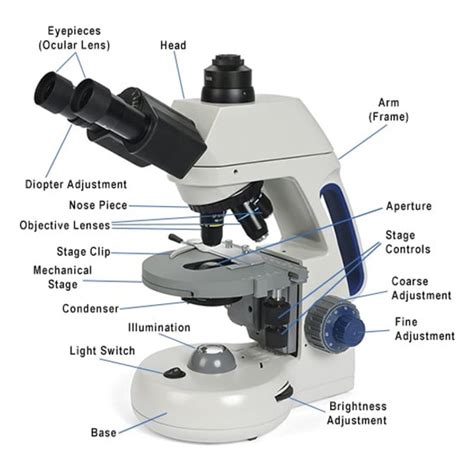 Compound Light Microscope Labeled