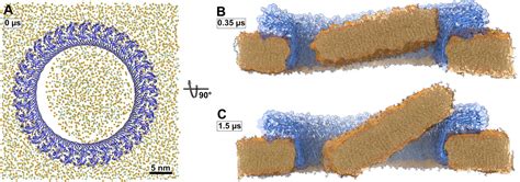 Sublytic Gasdermin D Pores Captured In Atomistic Molecular Simulations Elife